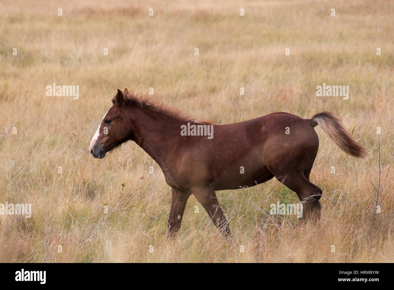 Wild Horse (Equus feral) colt running over grassland in Theodore ...