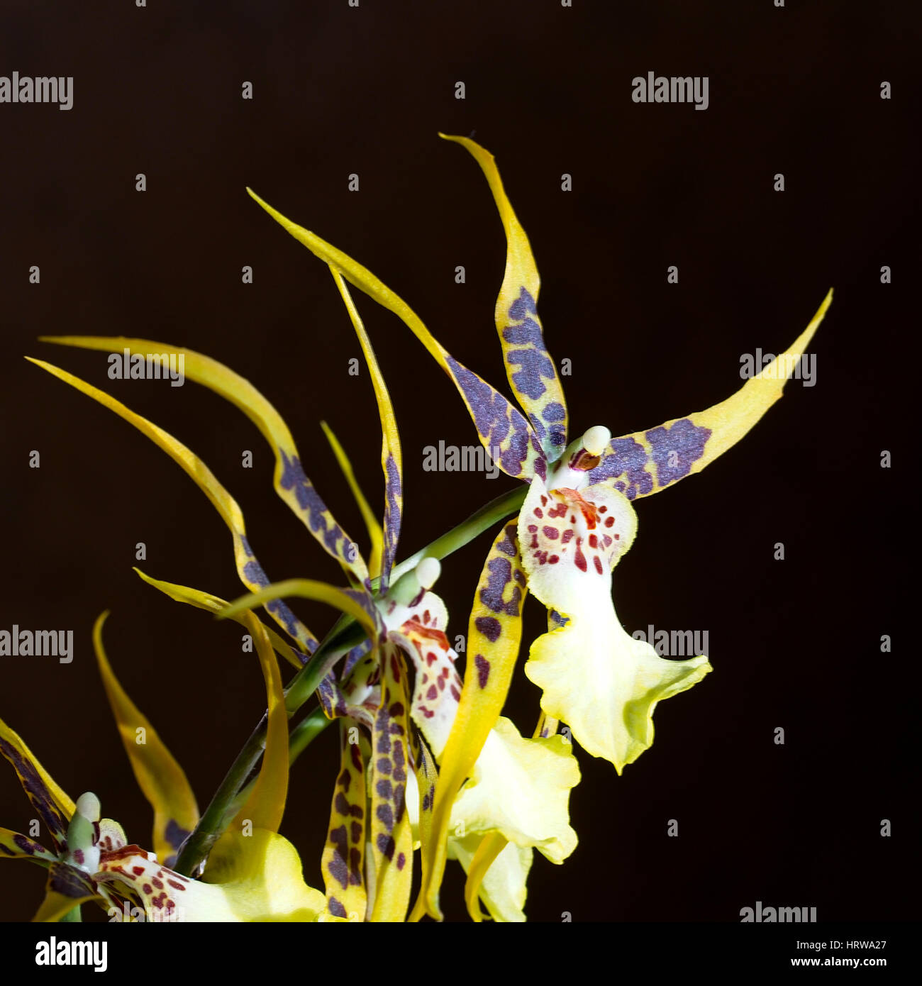 Aliceara hi-res stock photography and images - Alamy