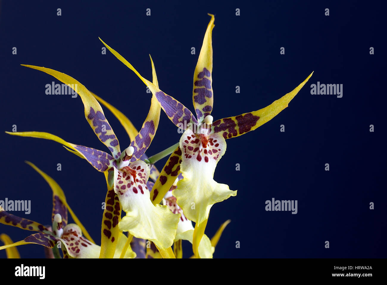 Aliceara hi-res stock photography and images - Alamy