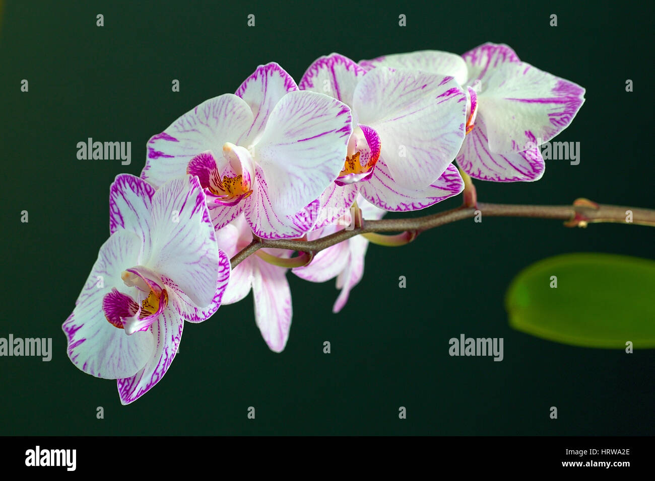 Horizontal colour image daytime flower stem hi-res stock photography ...