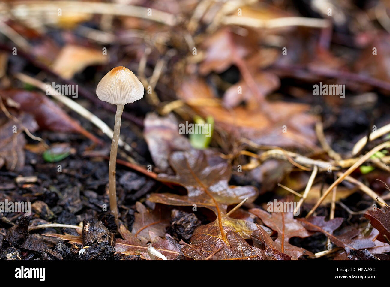 Small Toadstool in the leaf litter, Cornwall, England, UK Stock Photo ...