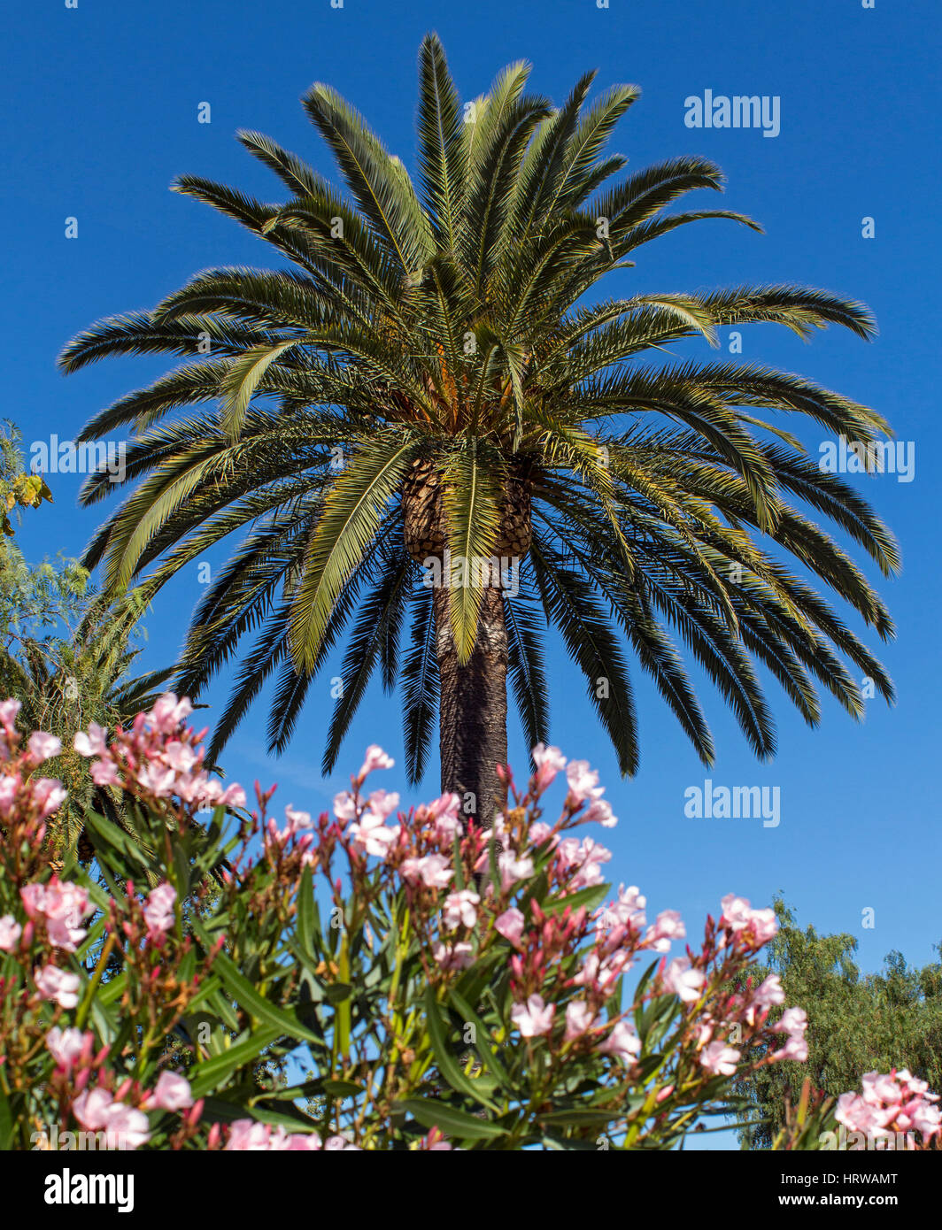 Tropical Palm trees and beautiful flowers in San Diego Stock Photo - Alamy