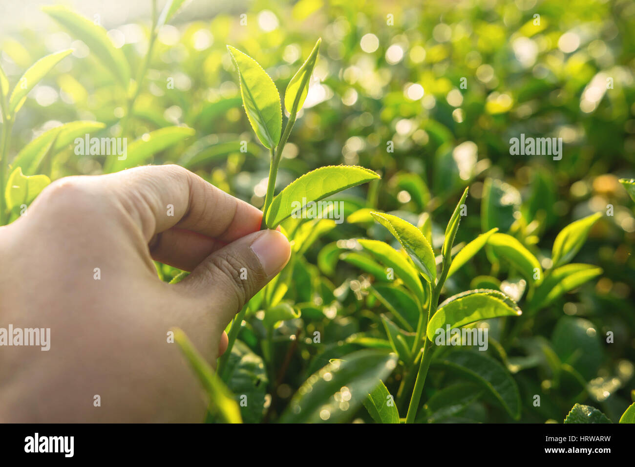 Pick Tea High Resolution Stock Photography and Images - Alamy