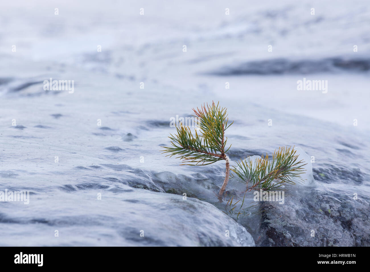 Frozen small pine tree and rock outdoor winter lakeside Stock Photo - Alamy