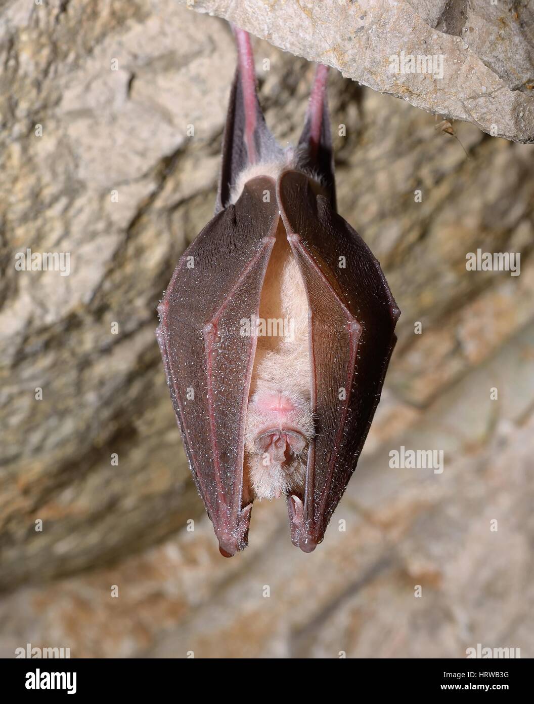 Greater horseshoe bat Rhinolophus ferrumequinum sleeping in cave Stock ...