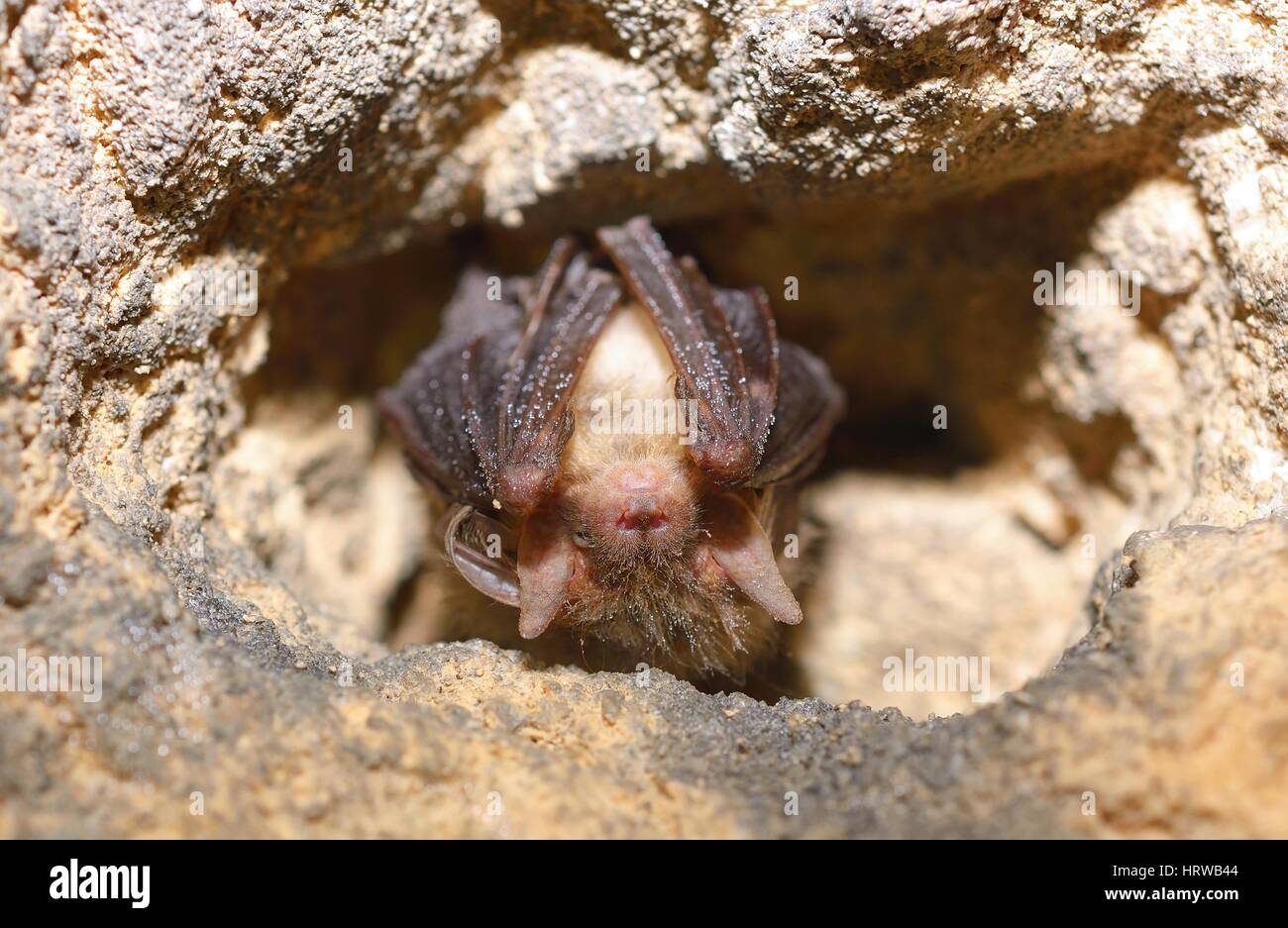 Lesser mouse-eared bat (Myotis blythii) in cave Stock Photo - Alamy