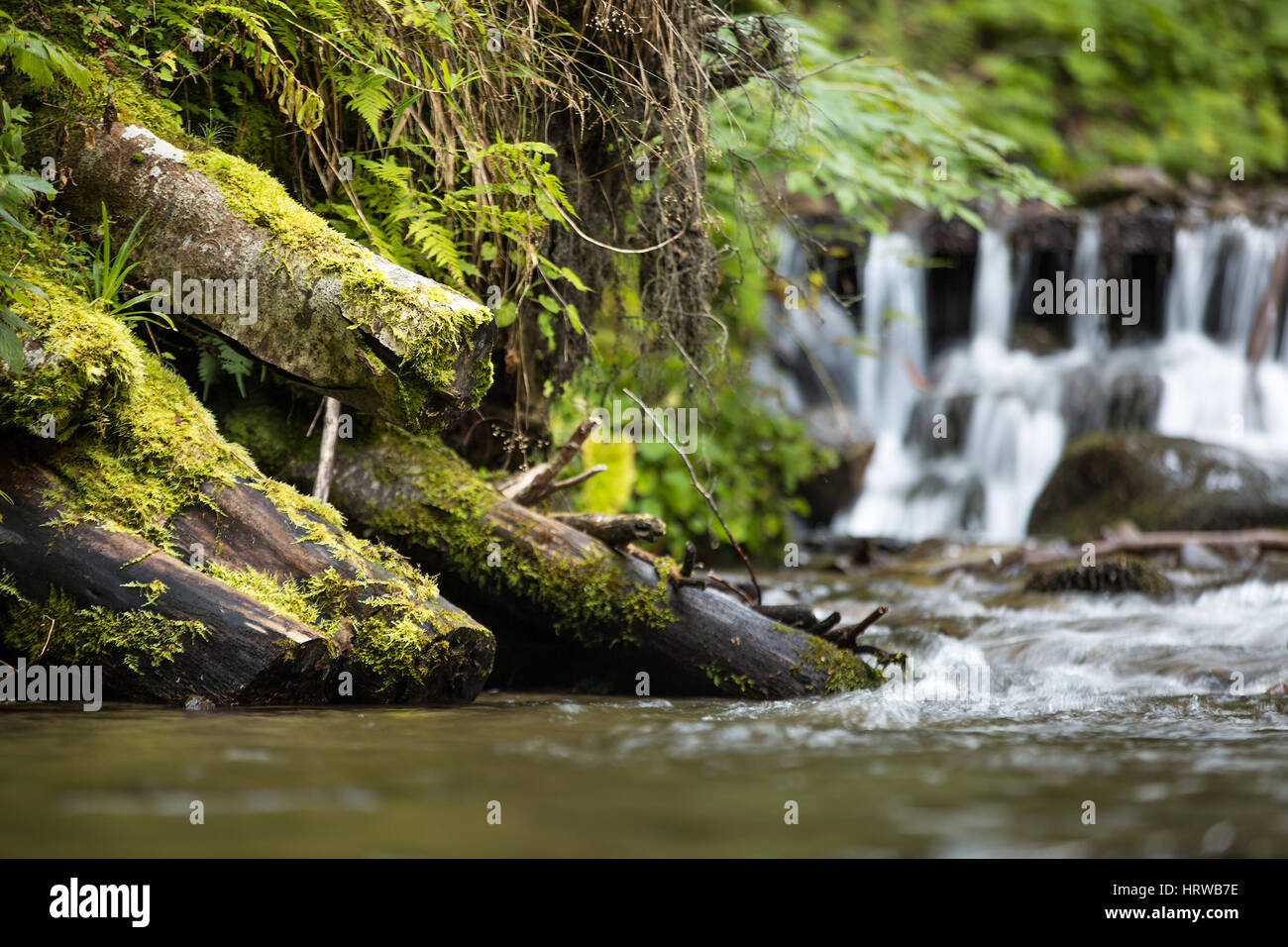 The logs are covered with moss on the background of a small waterfall ...