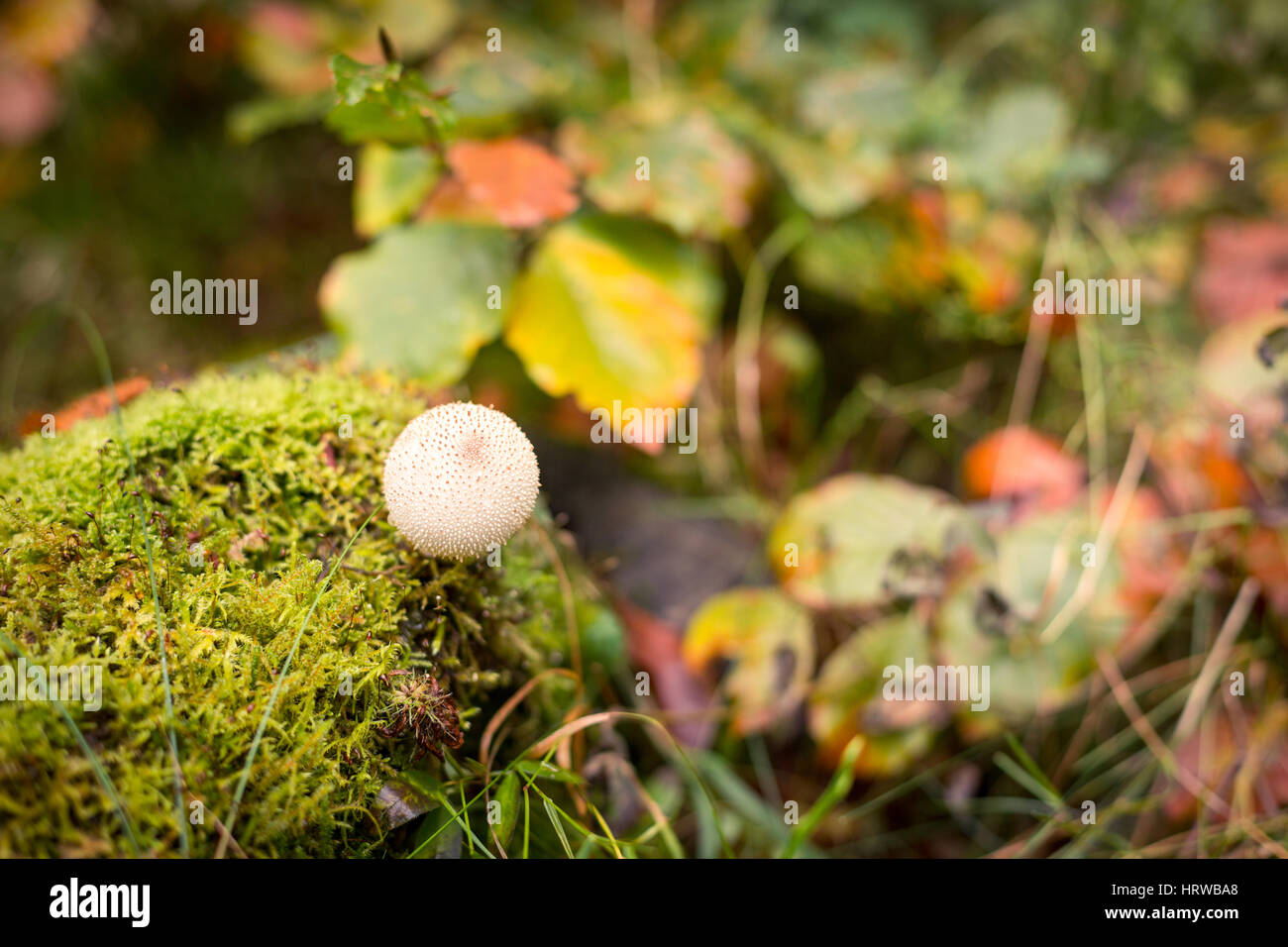 Puffball mushroom growing on moss in autumn forest Stock Photo - Alamy