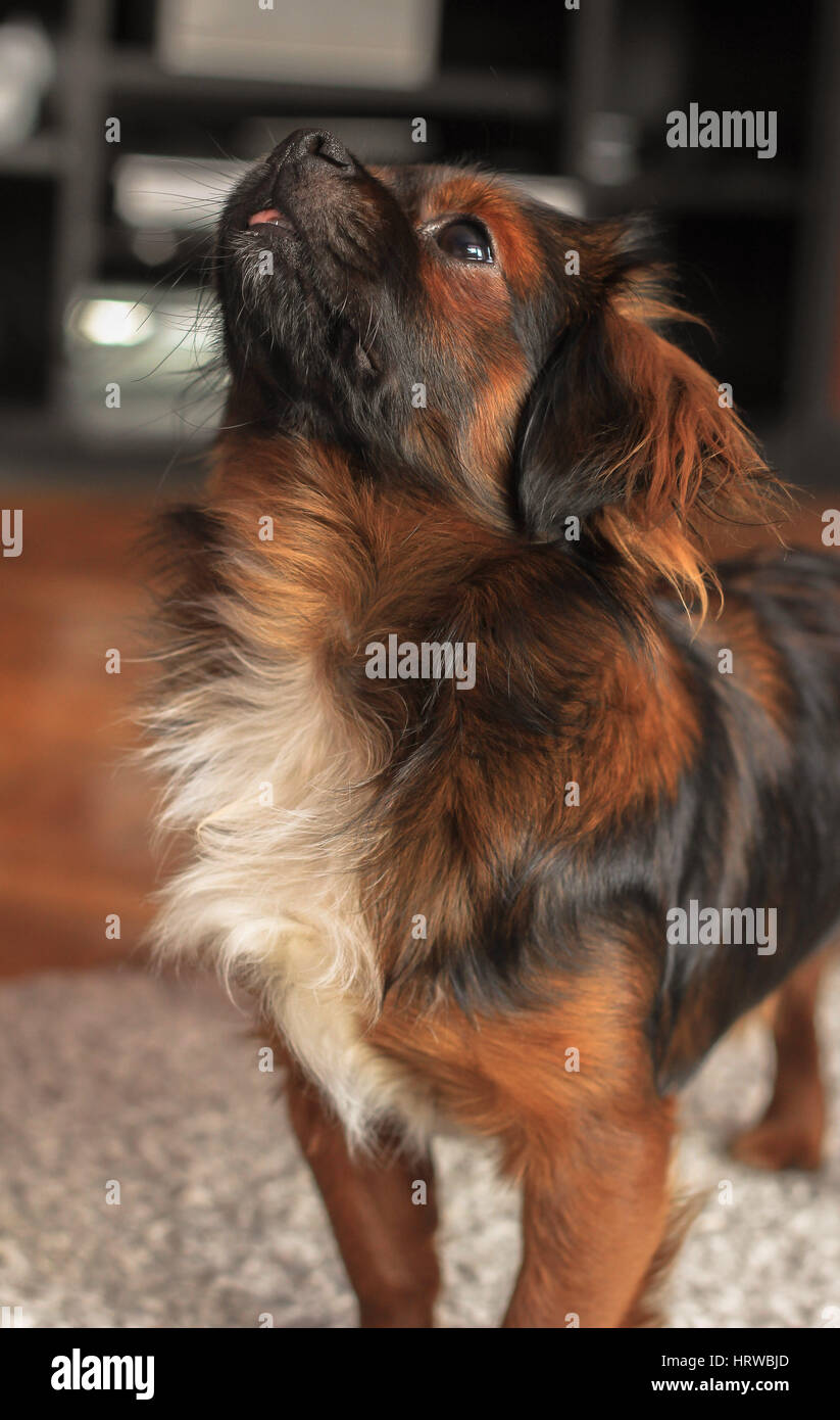 Purebred Pekingese High Resolution Stock Photography and Images - Alamy