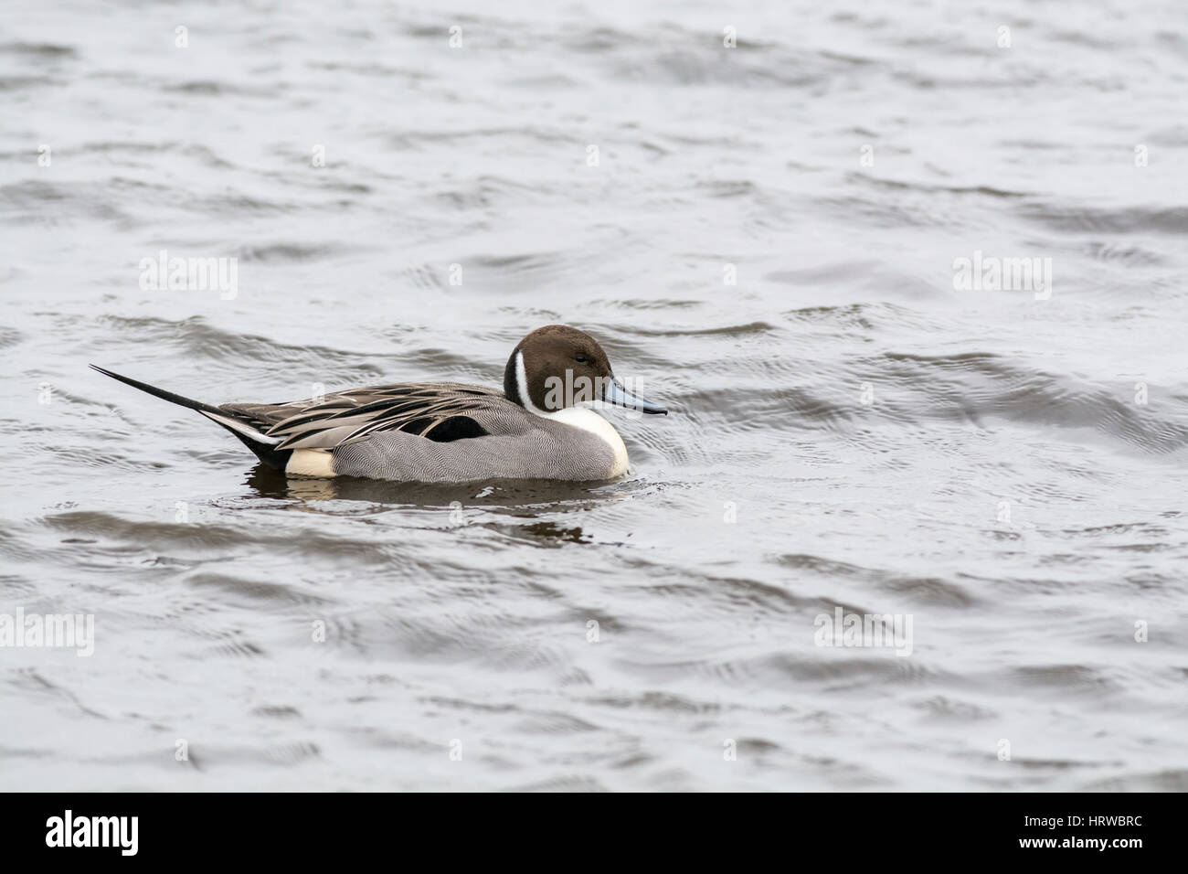 Very common and widespread bird species hi-res stock photography and ...