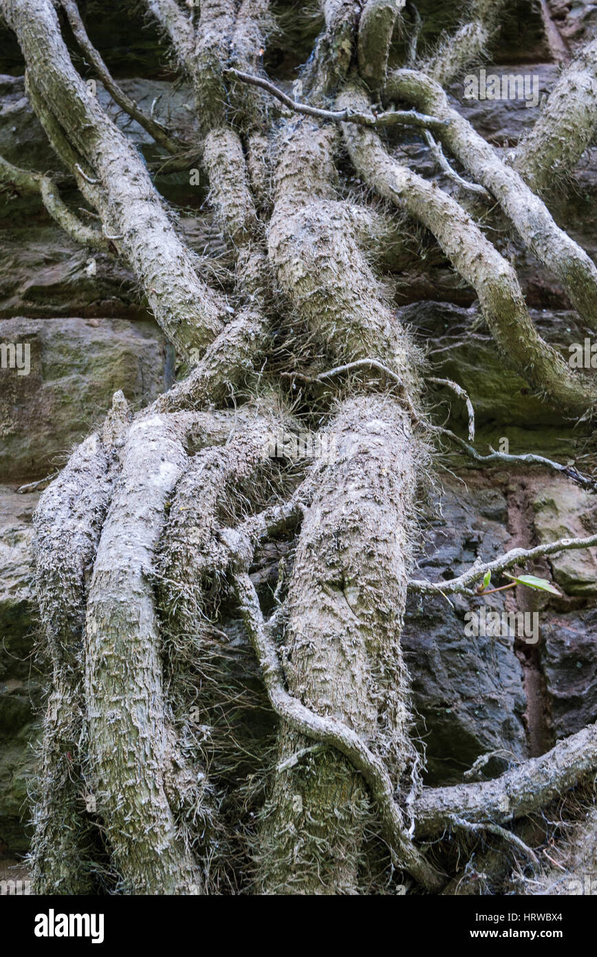Creeping Stems High Resolution Stock Photography and Images - Alamy