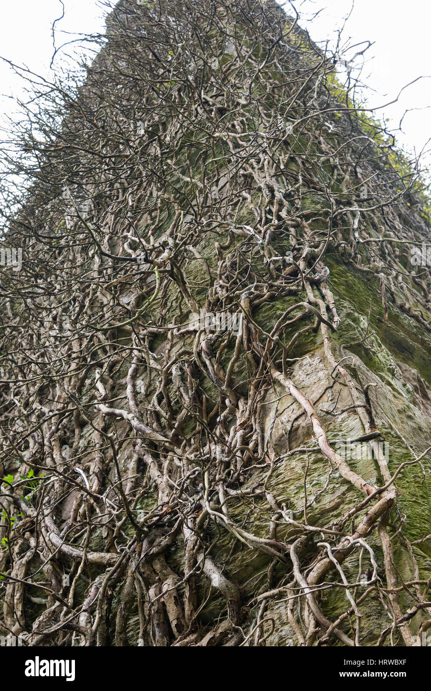 Creeping Stems High Resolution Stock Photography and Images - Alamy