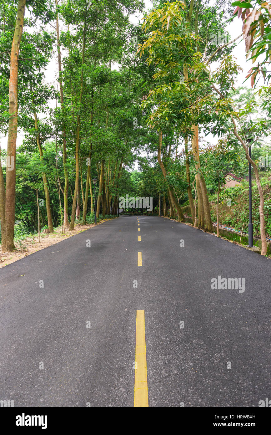 road with trees on both sides Stock Photo - Alamy