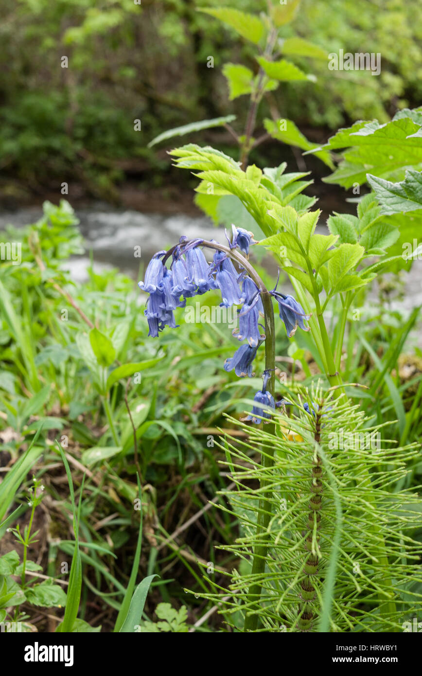 Native British Bluebell Stock Photo - Alamy