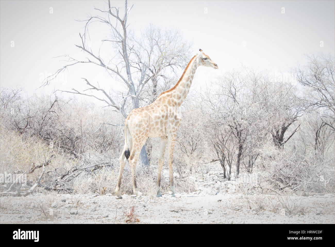 High giraffe hi-res stock photography and images - Alamy