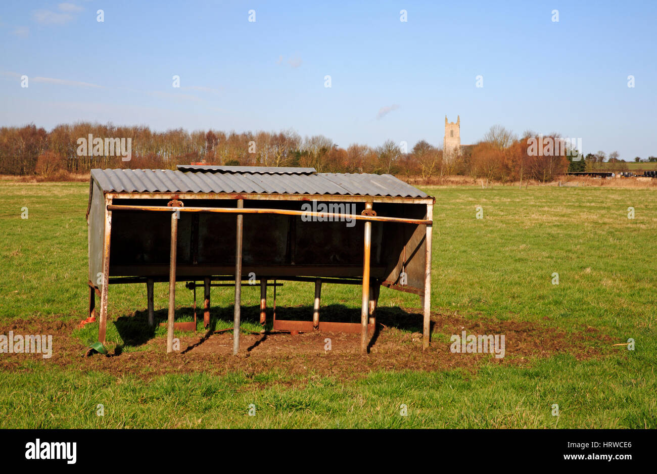 A livestock feeding point on grazing marshes on the Norfolk Broads at ...