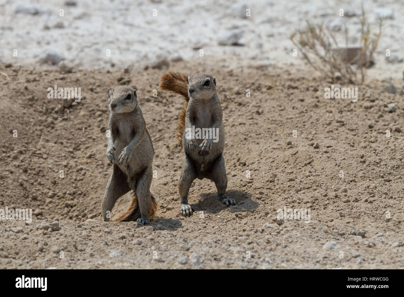 Two african ground squirrels hi-res stock photography and images - Alamy