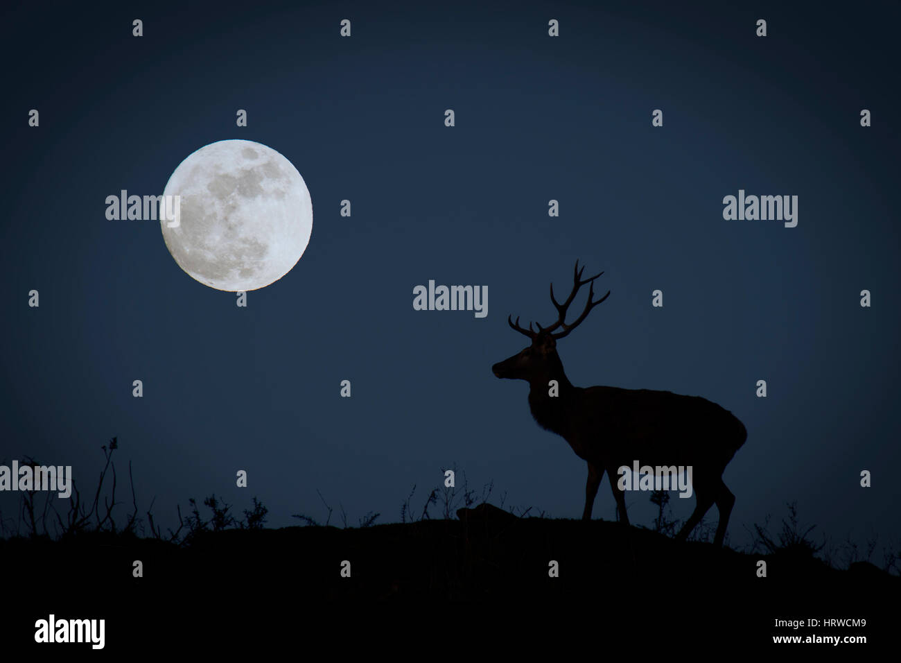 Moon deer hi-res stock photography and images - Alamy