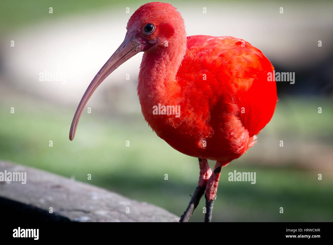 Scarlet Ibis (Eudocimus ruber Stock Photo - Alamy