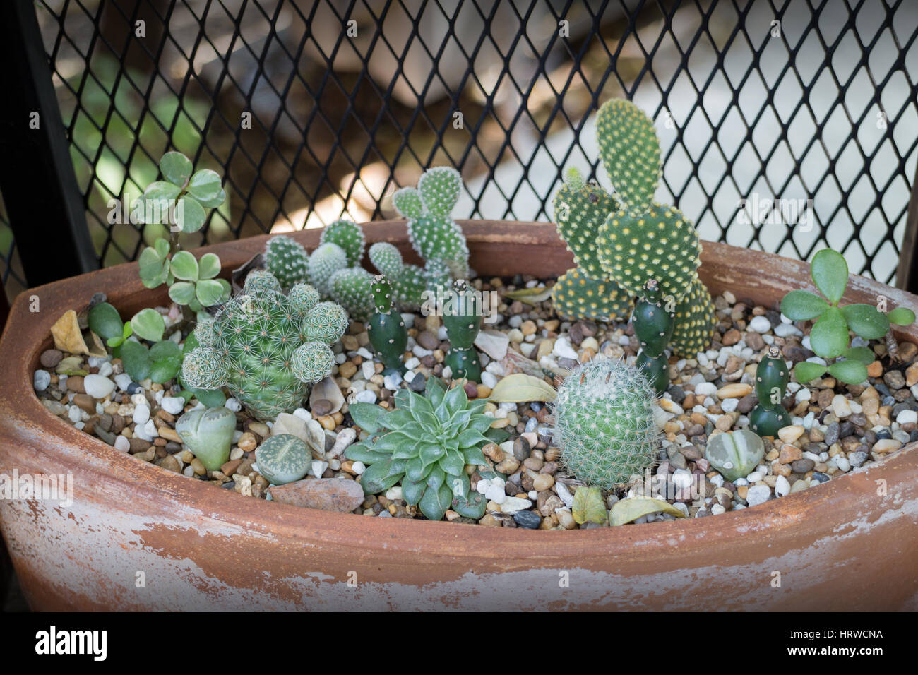Vertical garden cactus plant pot in summer, stock photo Stock Photo - Alamy