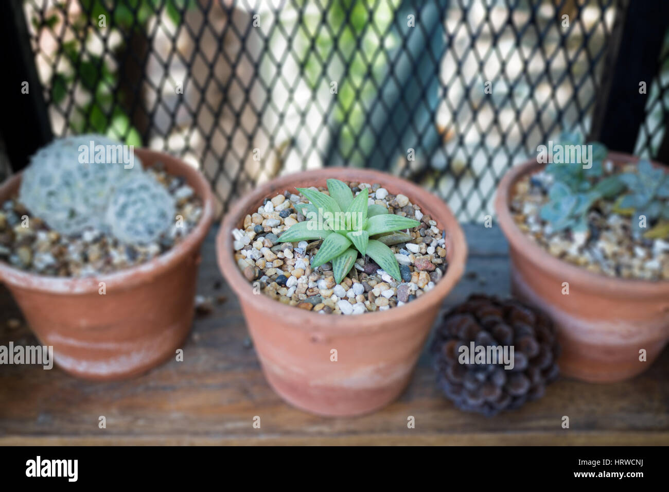 Vertical garden cactus plant pot in summer, stock photo Stock Photo - Alamy
