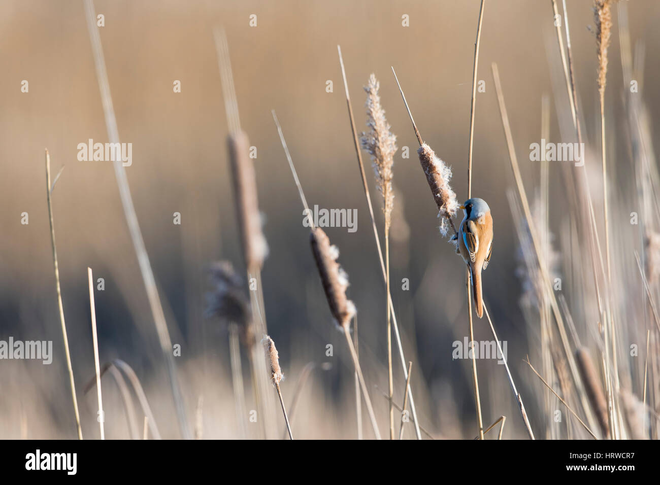a male Bearded Tit (Panurus biarmicus) feeding from seed heads in ...