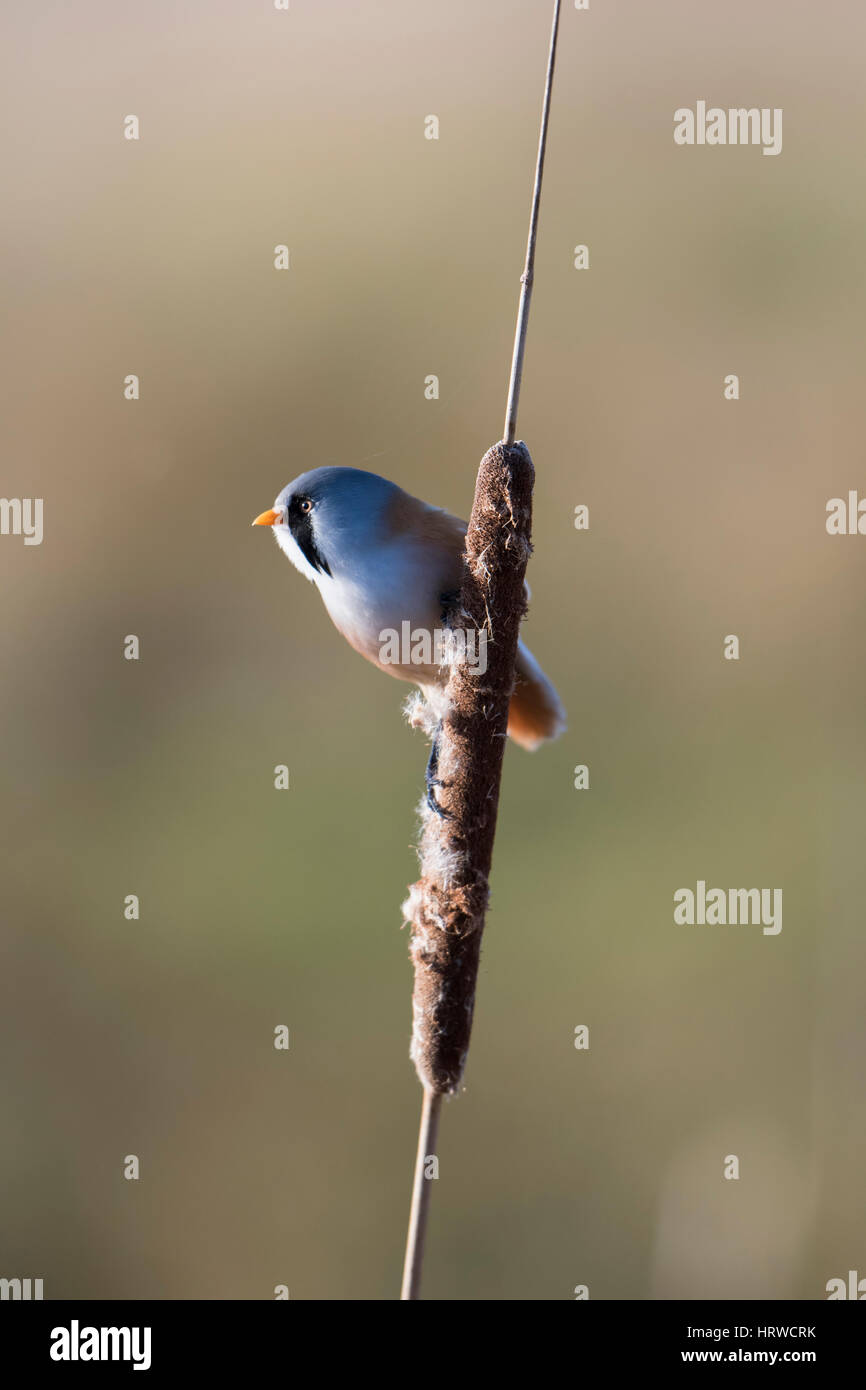 a male Bearded Tit (Panurus biarmicus) feeding from seed heads in ...