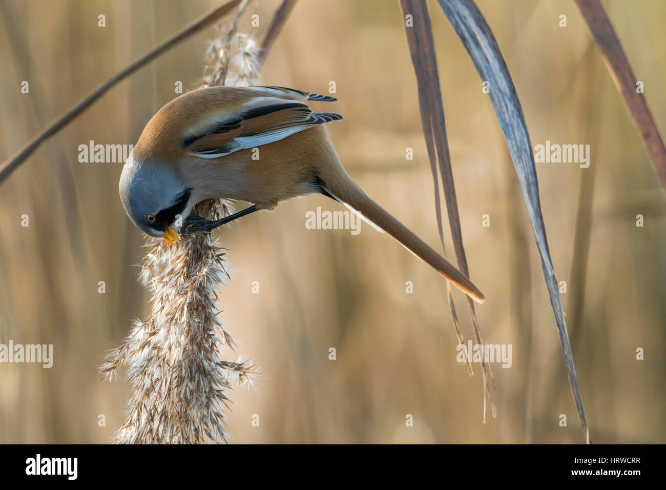 a male Bearded Tit (Panurus biarmicus) feeding from seed heads in ...