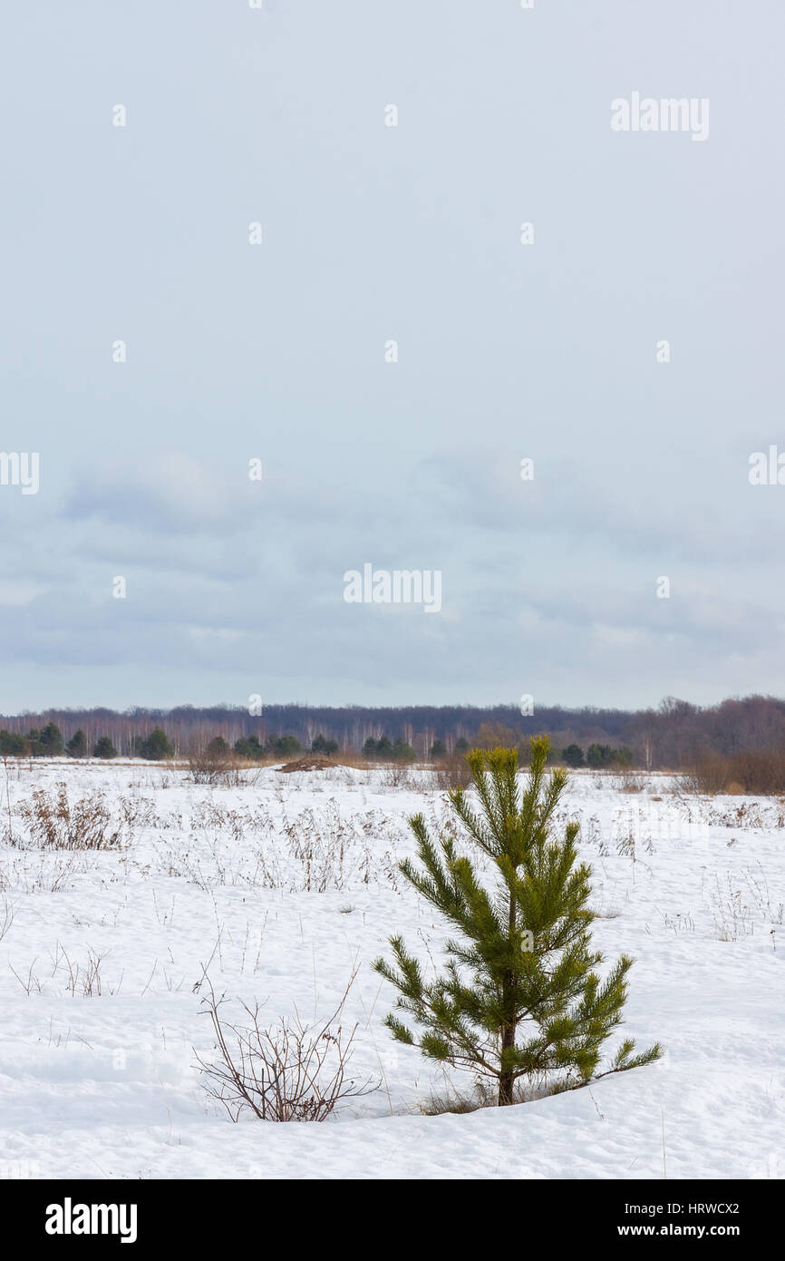 The photo shows a small tree in the field Stock Photo - Alamy