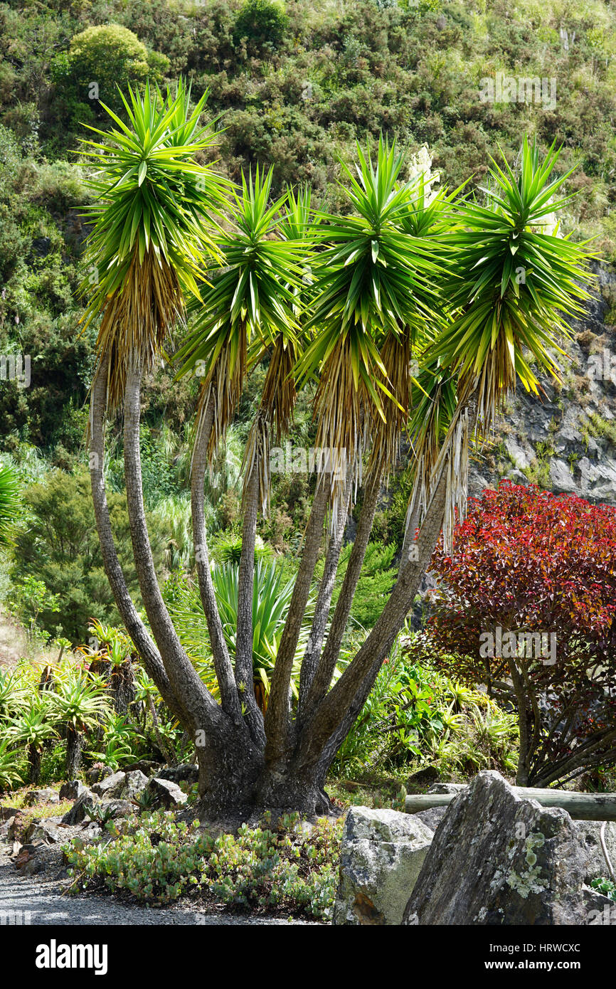 Yucca trees with blooming flowers growing in the Whangarei Quarry in ...