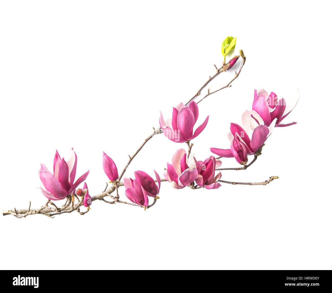 Magnolia magnolia soulangeana Cut Out Stock Images & Pictures - Alamy