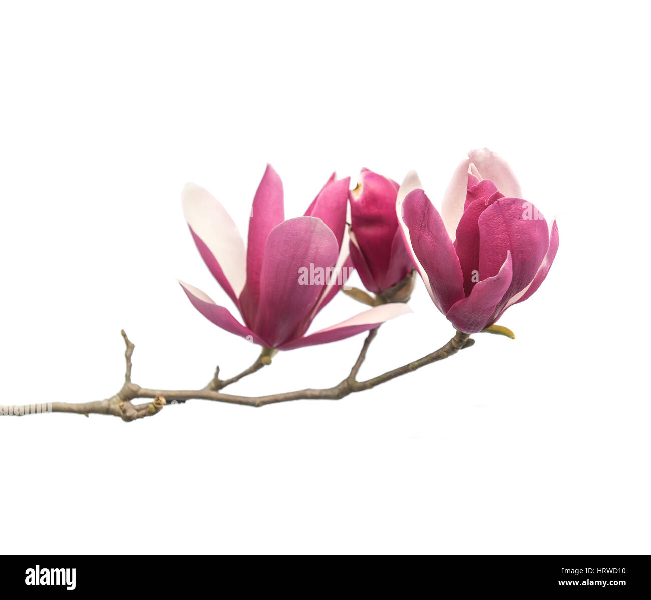 magnolia flowers isolated on white background Stock Photo - Alamy