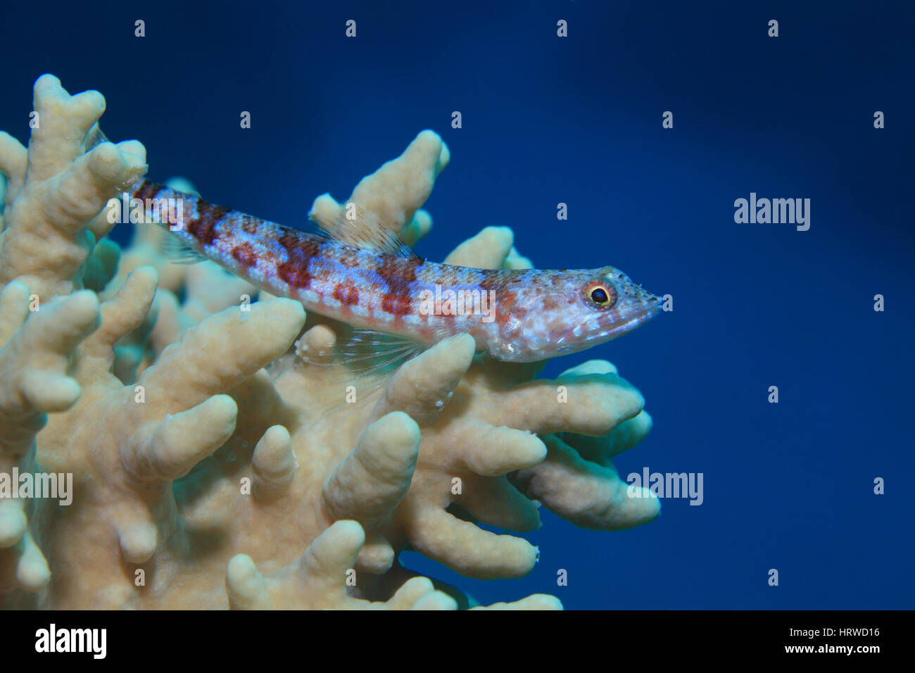 Variegated lizardfish (Synodus variegatus) underwater on soft coral in ...