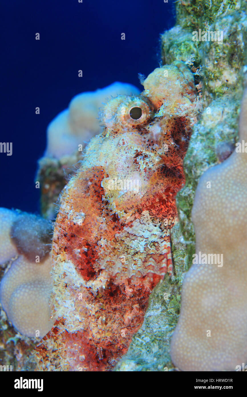 Bearded scorpionfish (Scorpaenopsis barbata) camouflaged in the coral ...