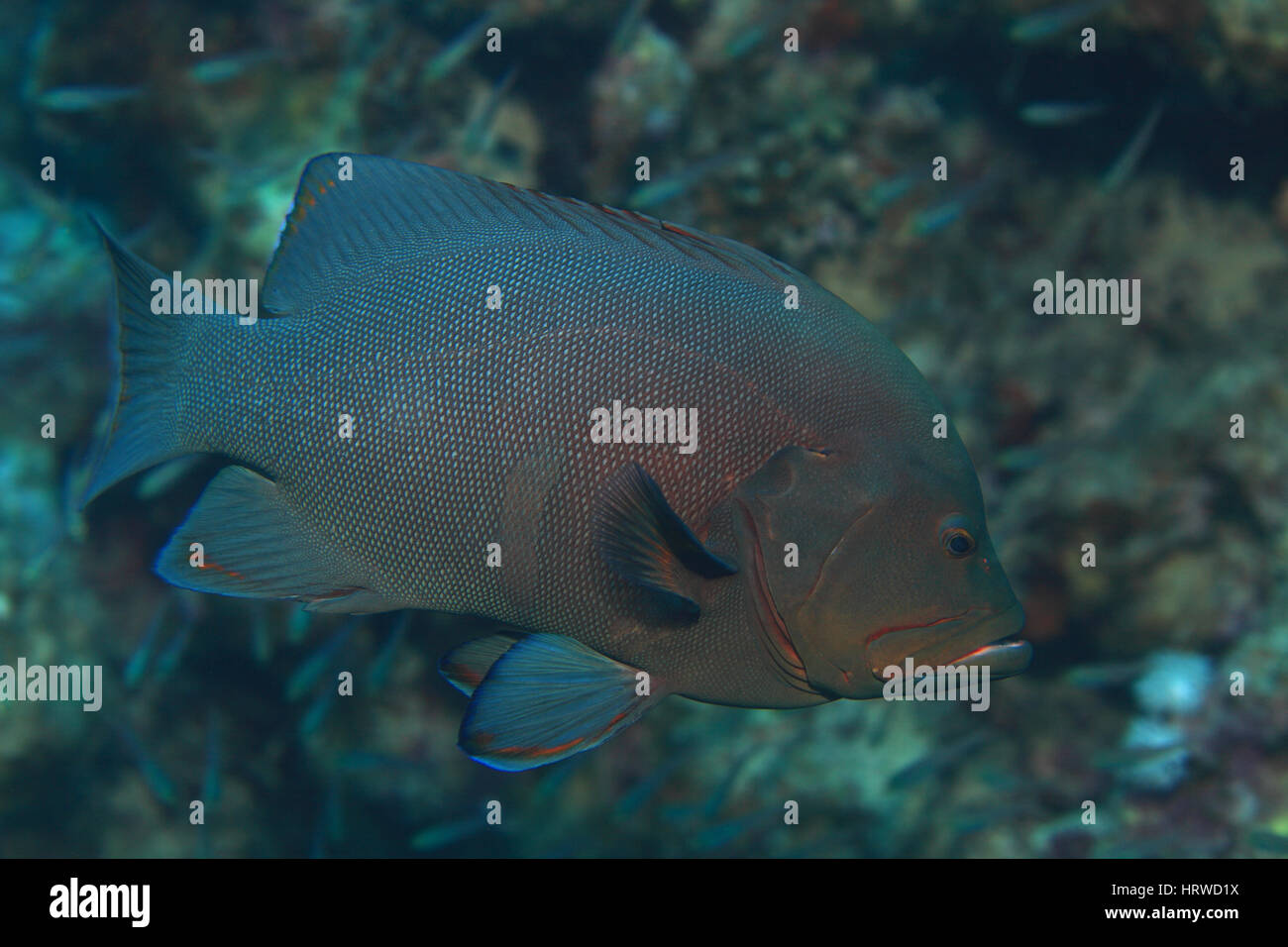 Redmouth grouper (Aethaloperca rogaa) underwater in the coral reef of ...