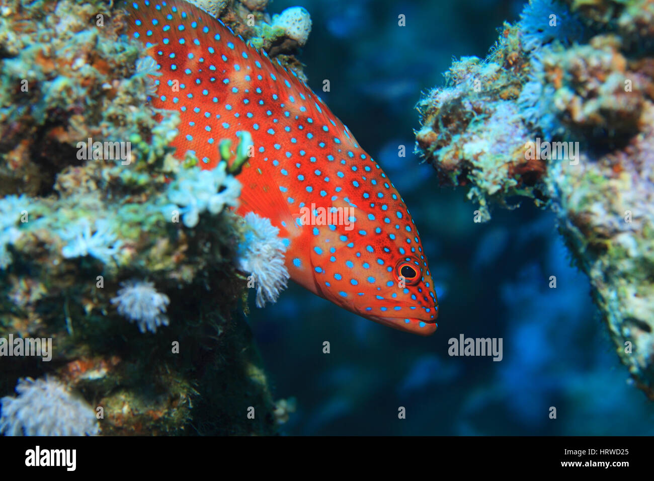 Coral hind grouper (Cephalopholis miniata) underwater in the coral reef ...
