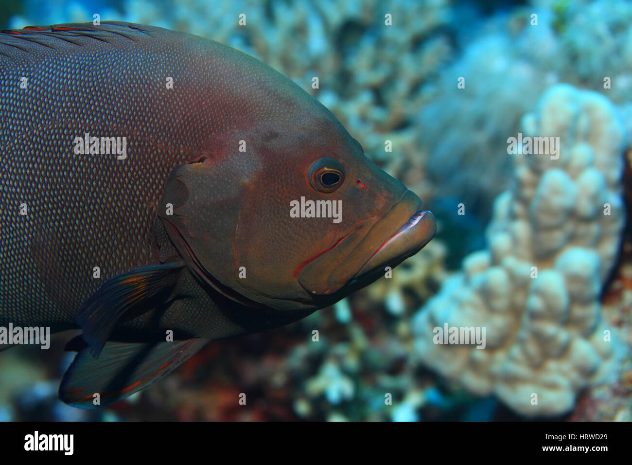 Redmouth grouper aethaloperca rogaa red sea hi-res stock photography ...