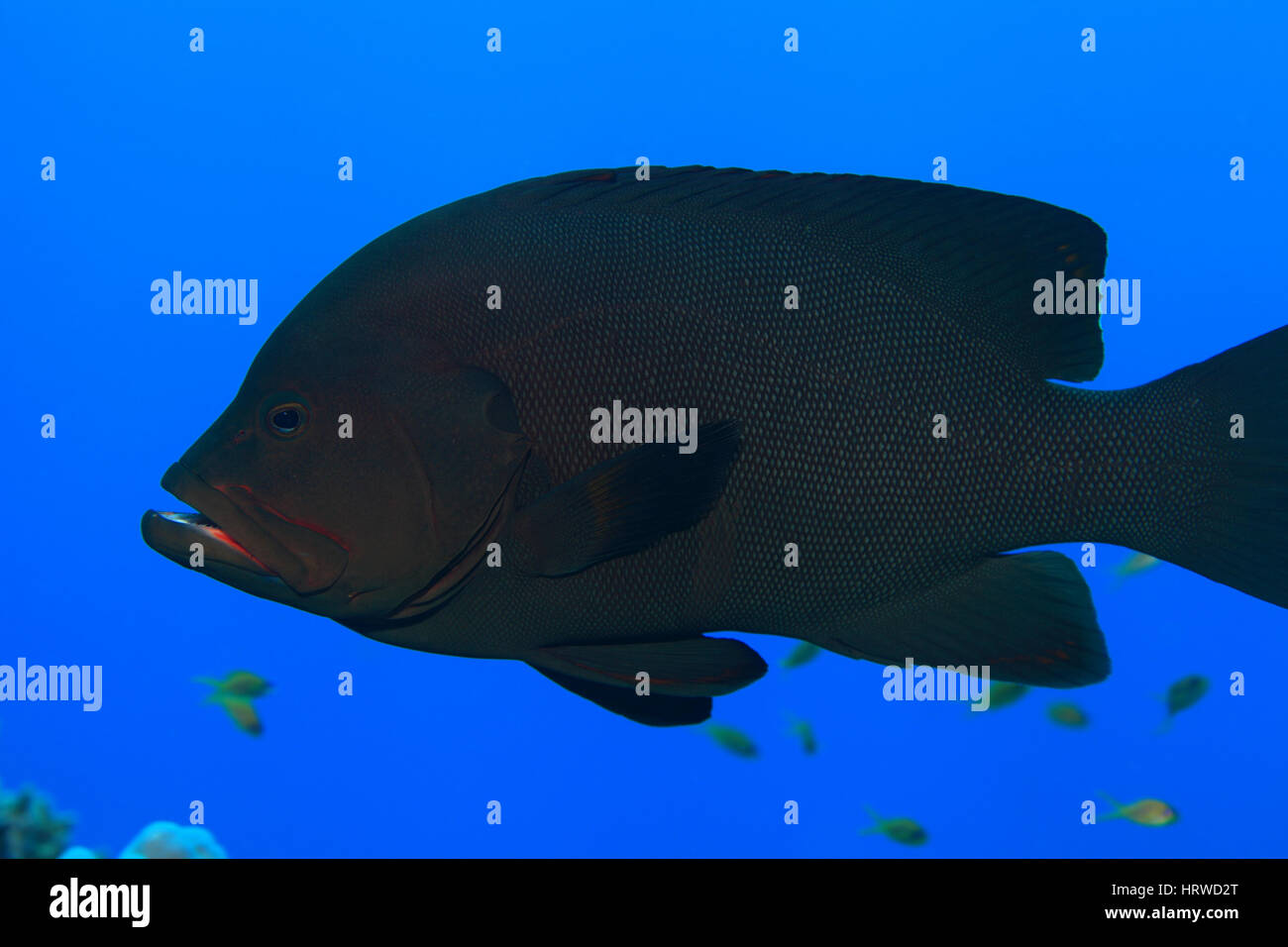 Redmouth grouper (Aethaloperca rogaa) underwater in the coral reef of ...