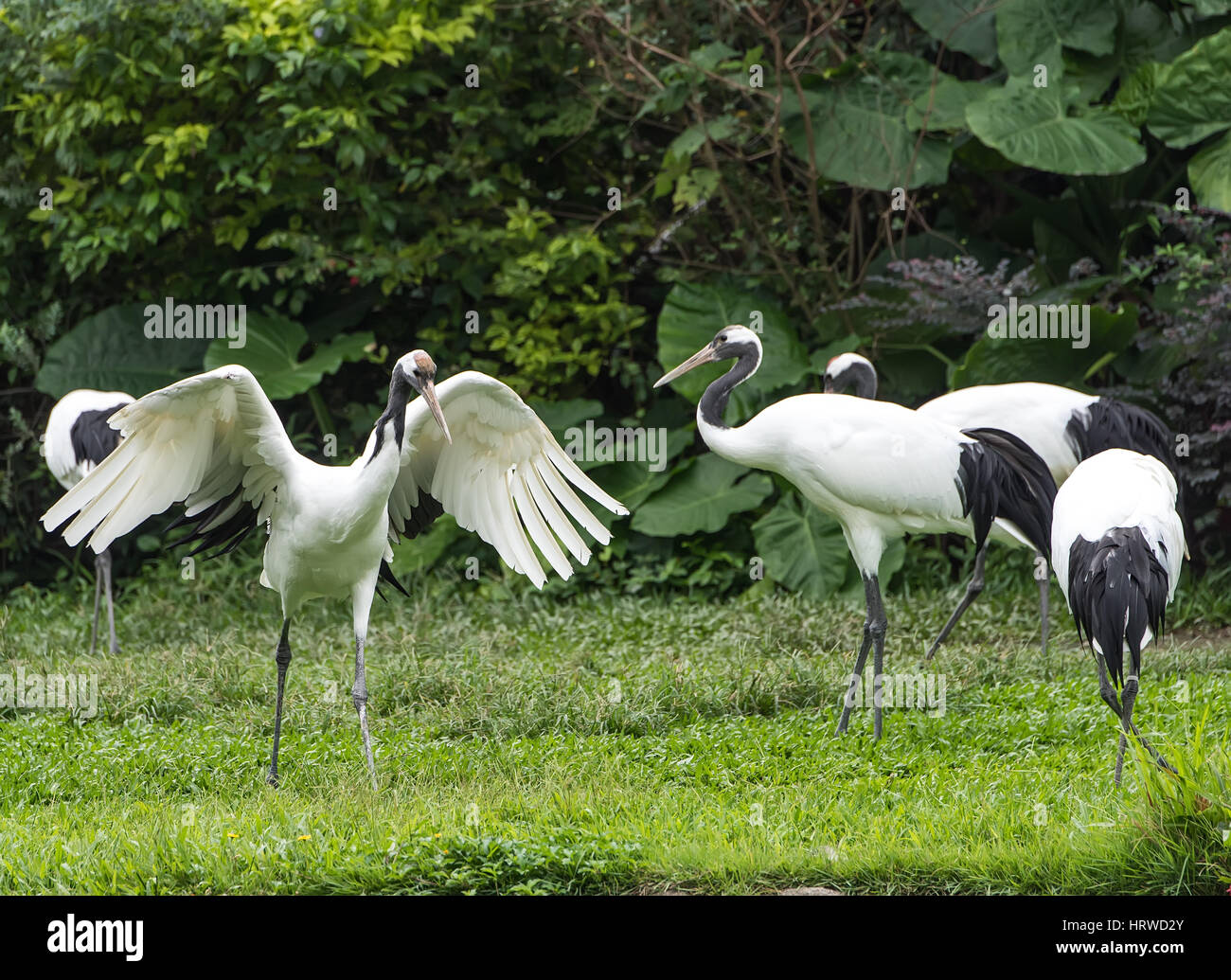 Red-Crowned crane flying in zoo Stock Photo - Alamy