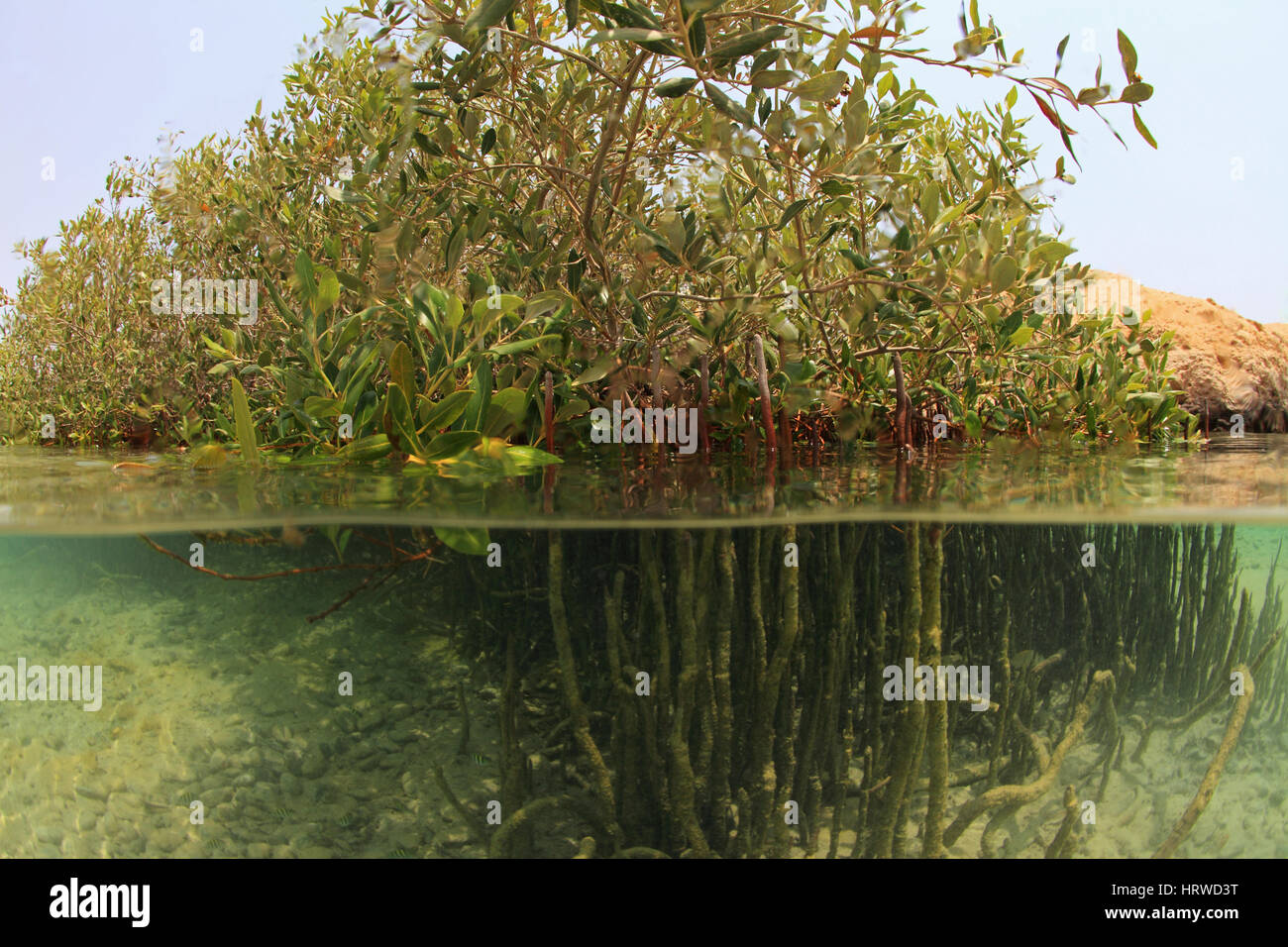 Split image of Mangrove tree at the coast of the Red Sea Stock Photo ...