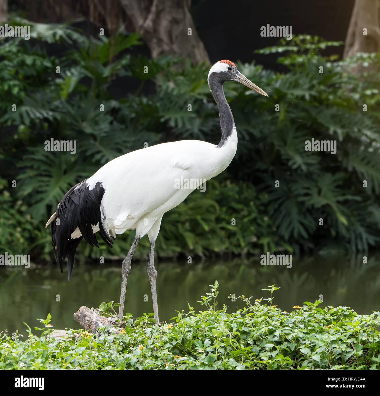 Red-Crowned crane flying in zoo Stock Photo - Alamy