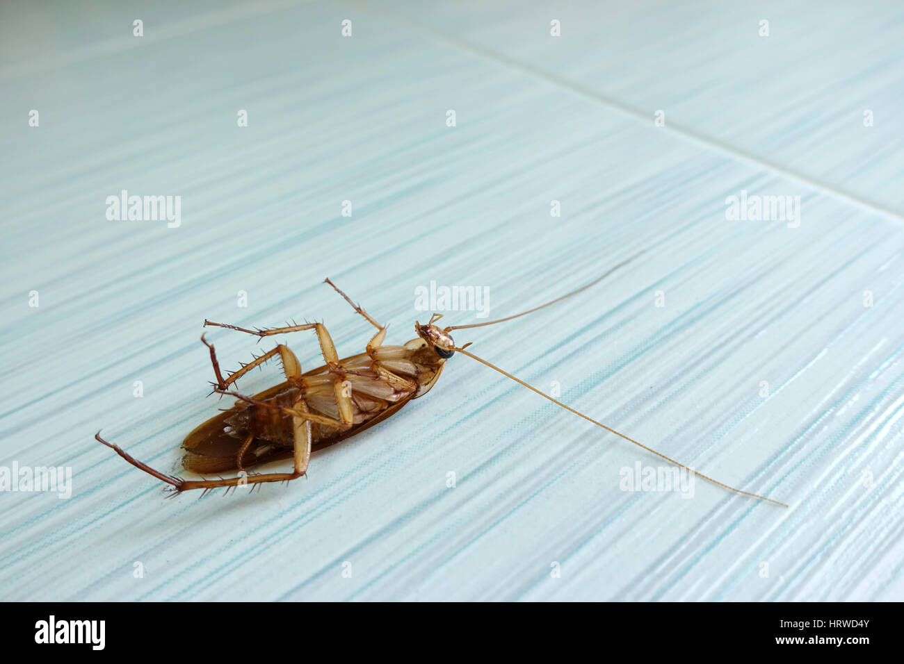 Dead cockroach on the floor after being hit by pesticides Stock Photo ...
