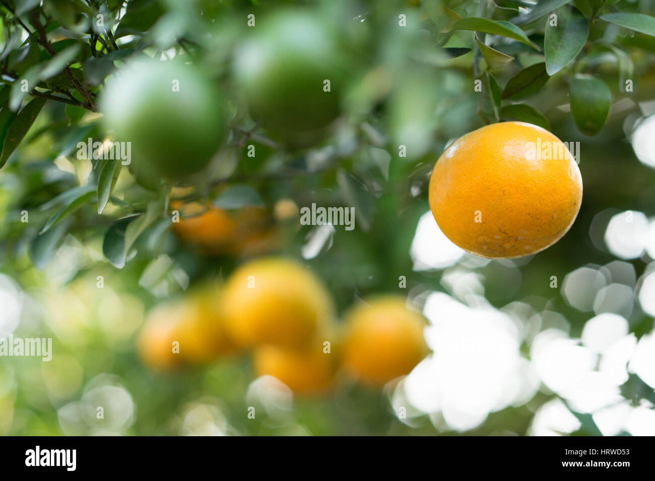 fresh orange fruit hanging on orange tree Stock Photo - Alamy