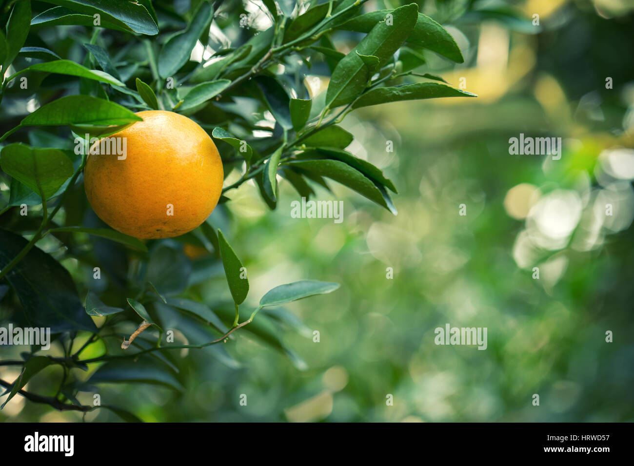fresh orange fruit hanging on orange tree Stock Photo - Alamy