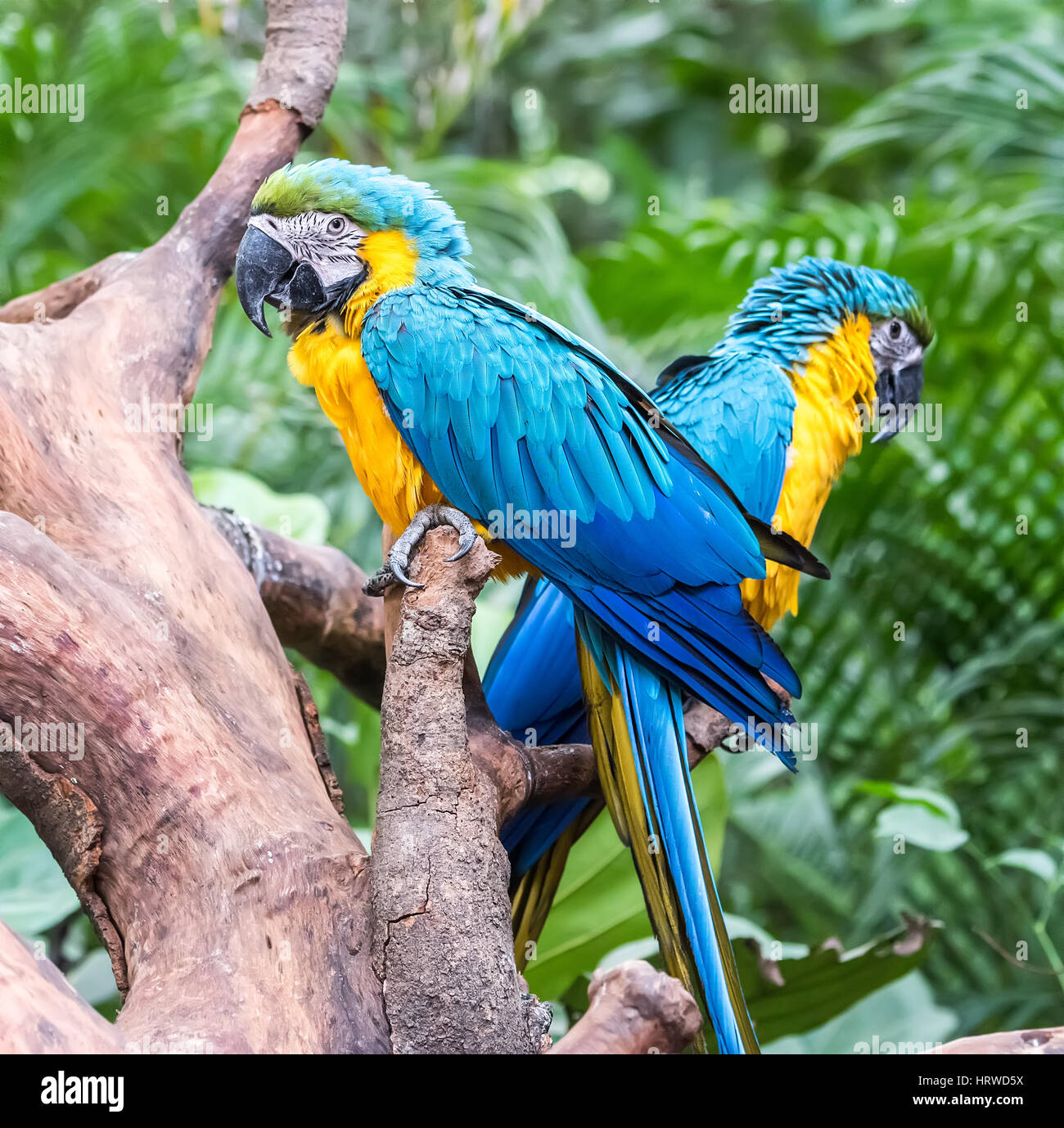 Pinch bird hi-res stock photography and images - Alamy