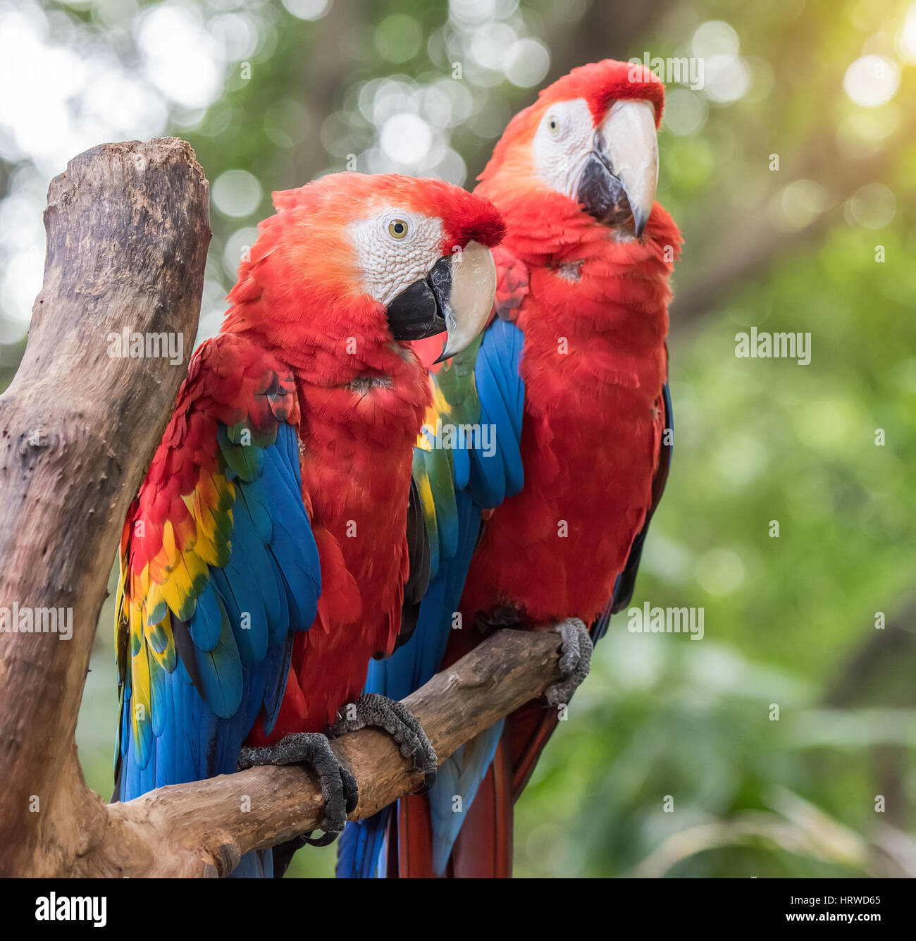 Colourful parrots bird sitting on the perch Stock Photo - Alamy