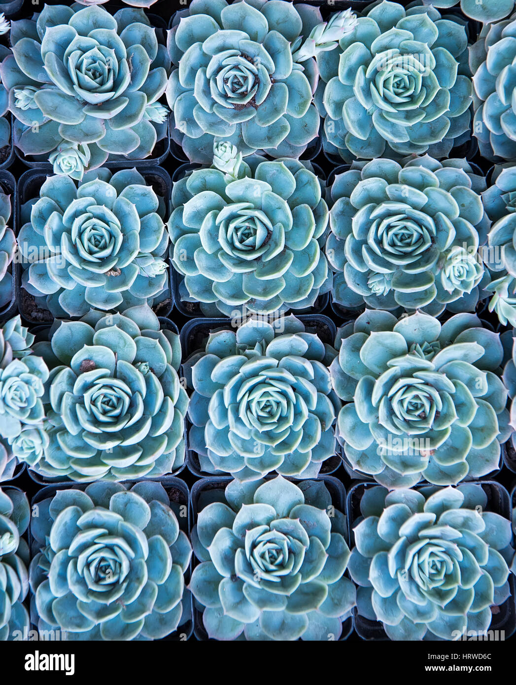 Rectangular arrangement of succulents; cactus succulents in a planter ...