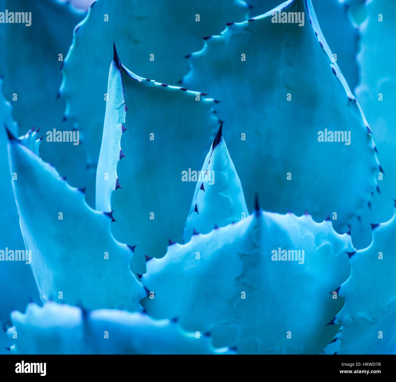 Sharp pointed agave plant leaves Stock Photo - Alamy