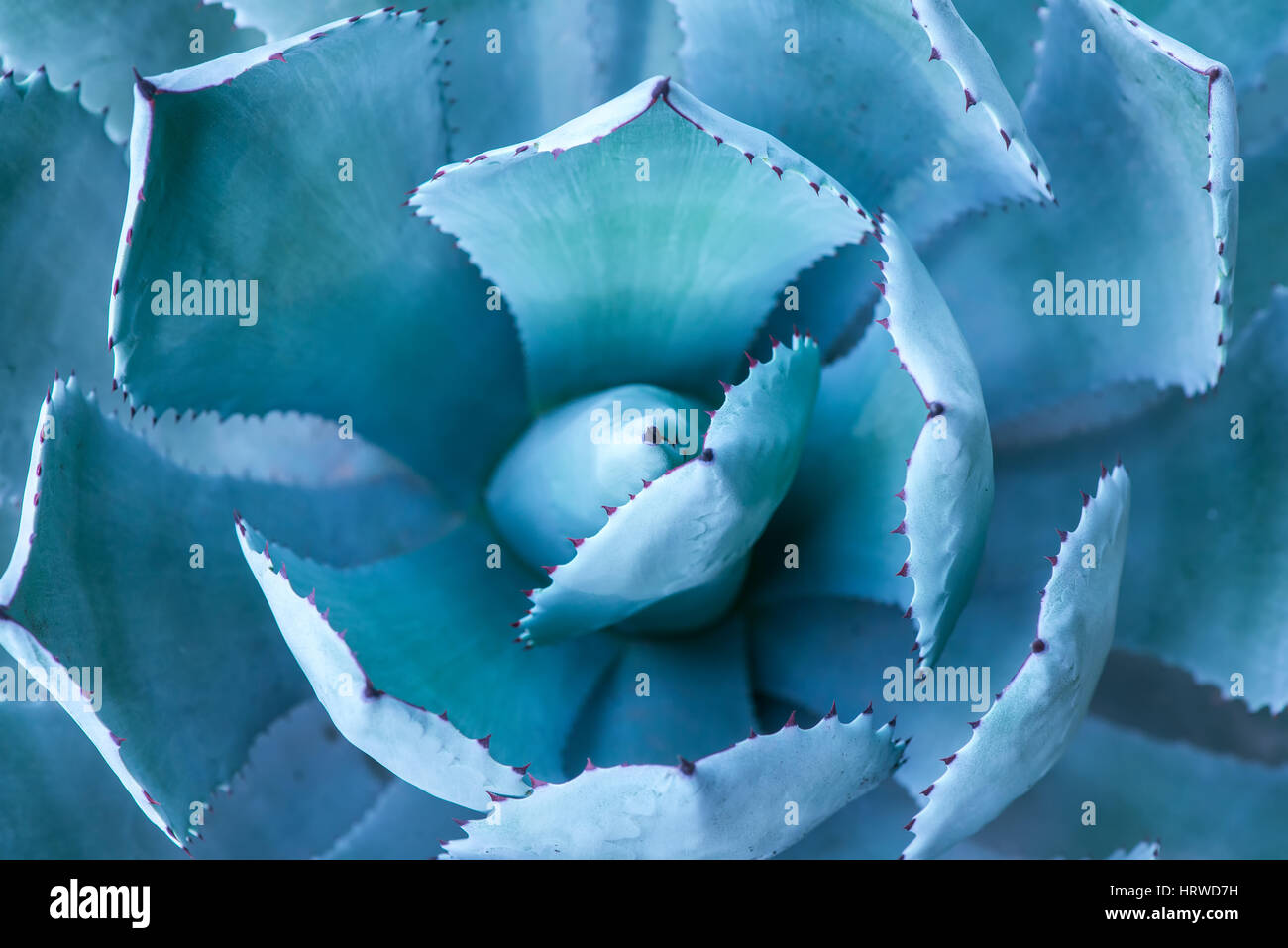 Sharp pointed agave plant leaves Stock Photo - Alamy