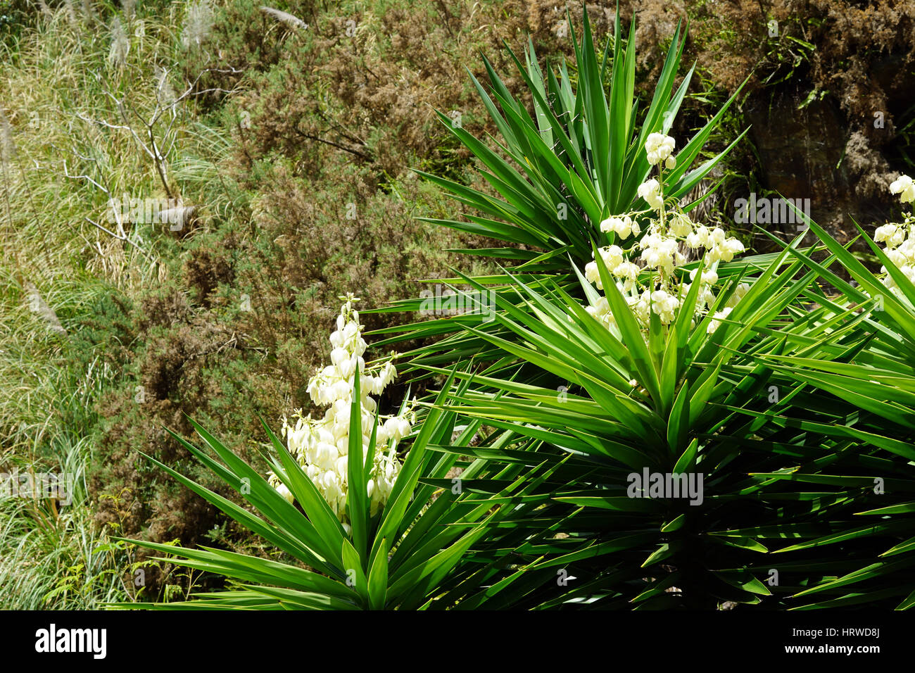 Yucca trees with blooming flowers growing in the Whangarei Quarry in ...